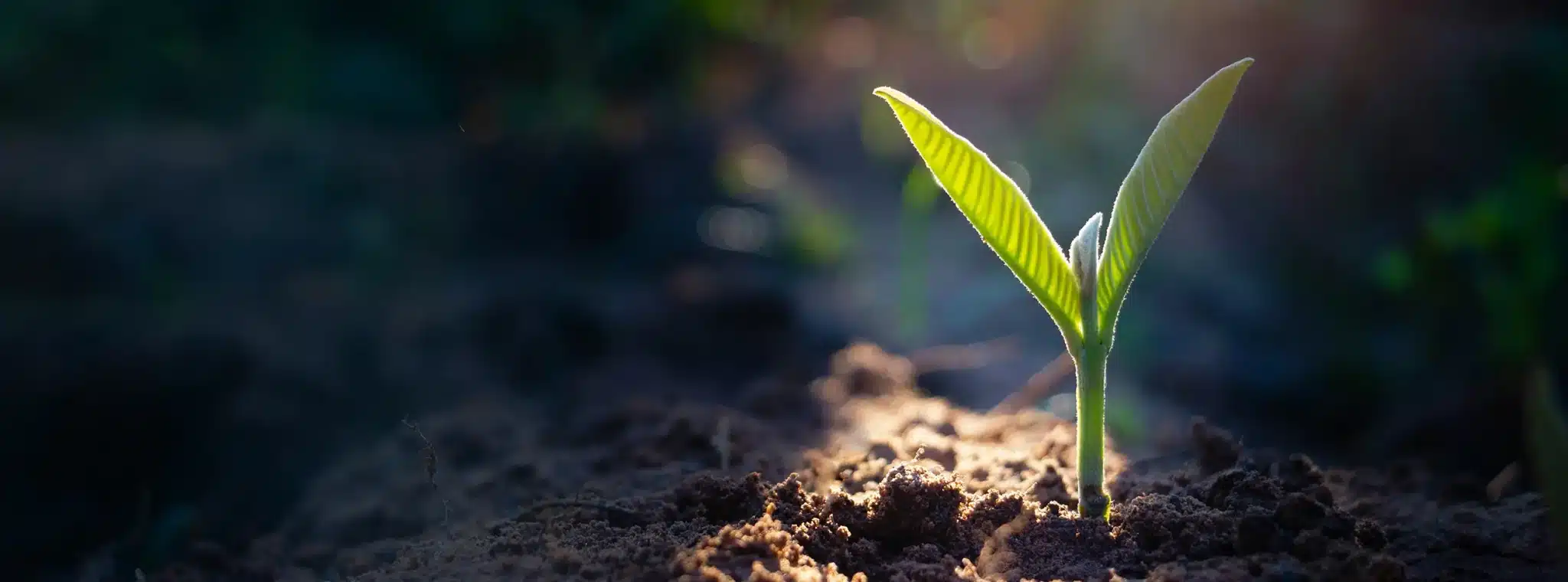 Boost Soil Health with Biosol 6-1-1 Fertilizer